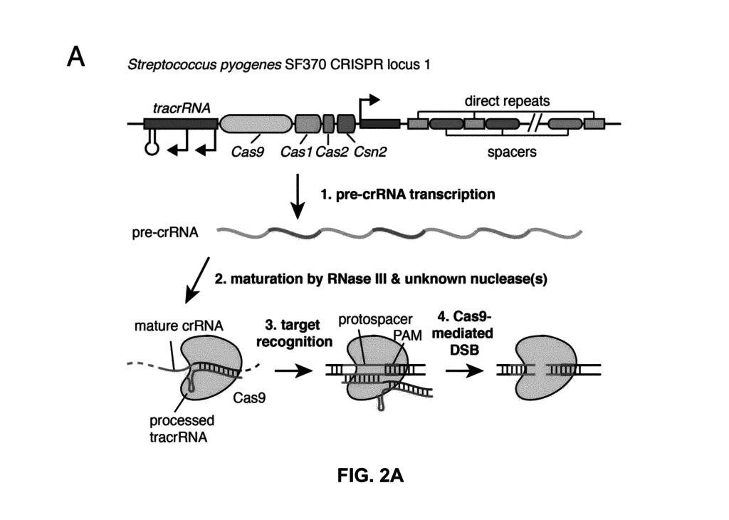Fed Circuit Watch: Broad Wins Latest CRISPR Court Battle – Yonaxis® I.P ...
